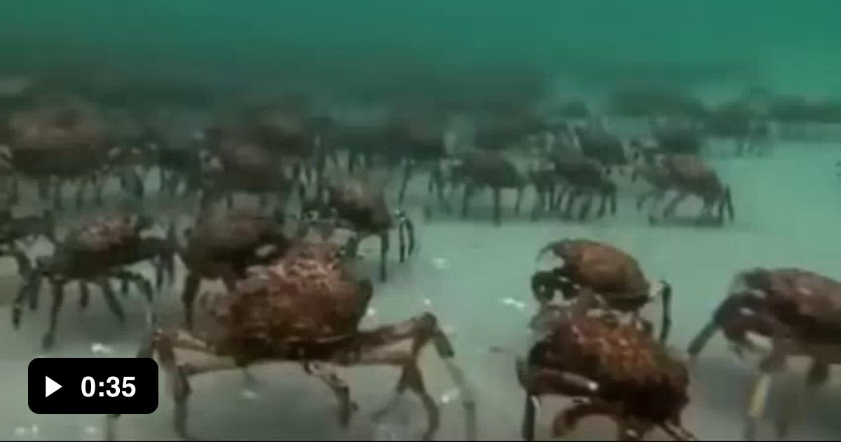 Crabs marching - 9GAG