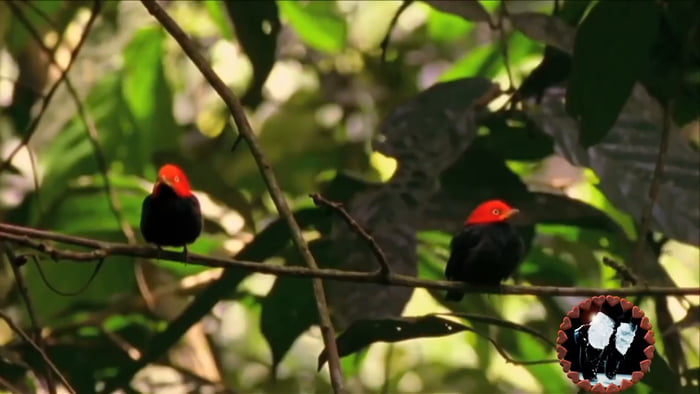 The male red-capped manakin, aka the moonwalking bird, filmed ...