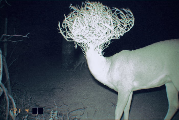 A Strange Deer - 9GAG