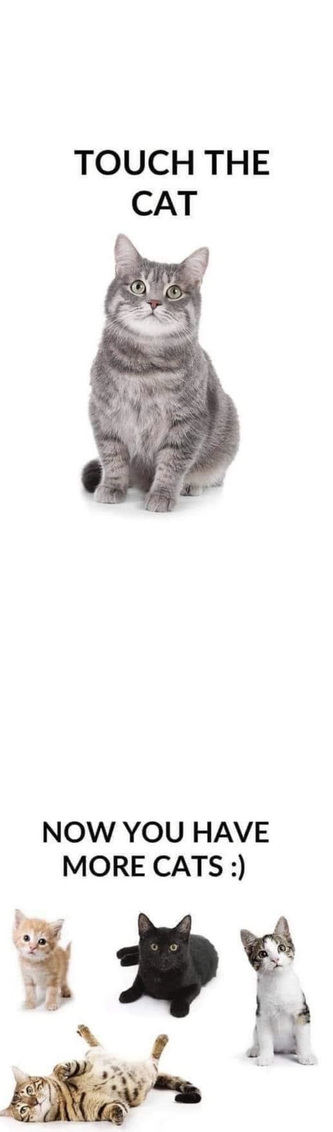 Touch the cat - 9GAG