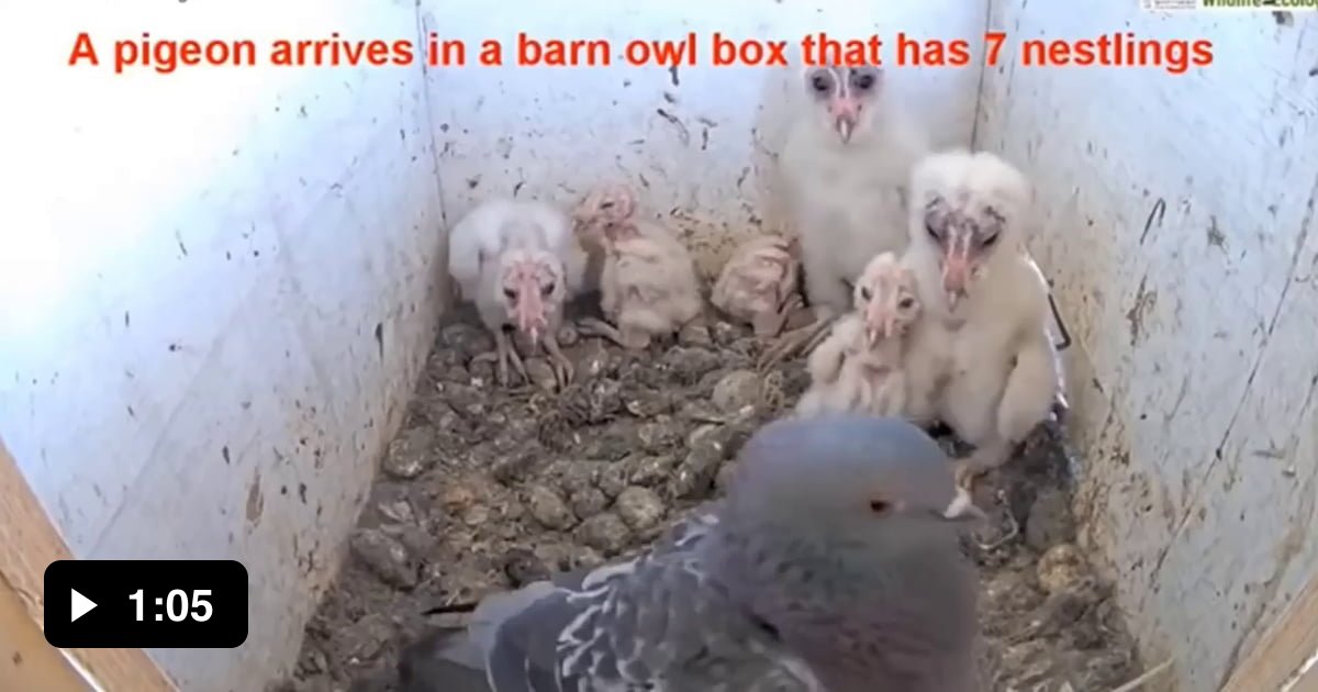 Pigeon laid an egg in a barn owl nest - 9GAG
