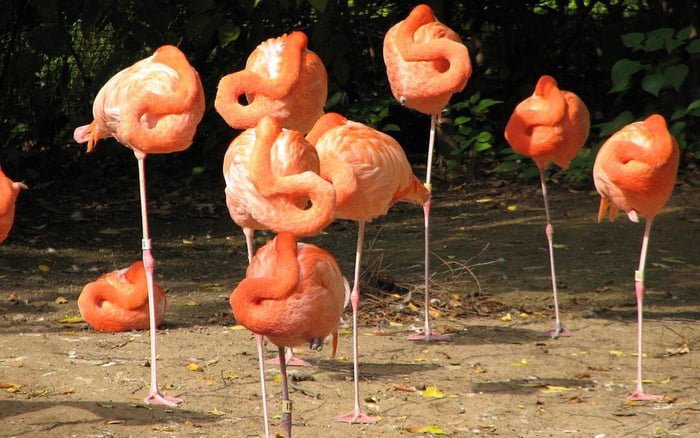 Sleeping flamingos: Instead of using active muscle force to keep their ...