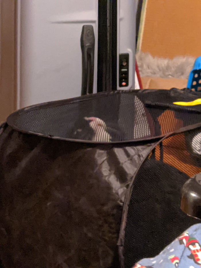 Poopus Aurelius looking to the ceiling for guidance - 9GAG