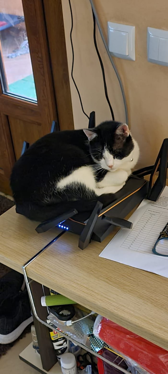 These days, even cats have wireless charging function. - 9GAG