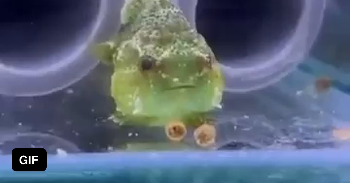 Derpy little fish tries to eat his food - 9GAG