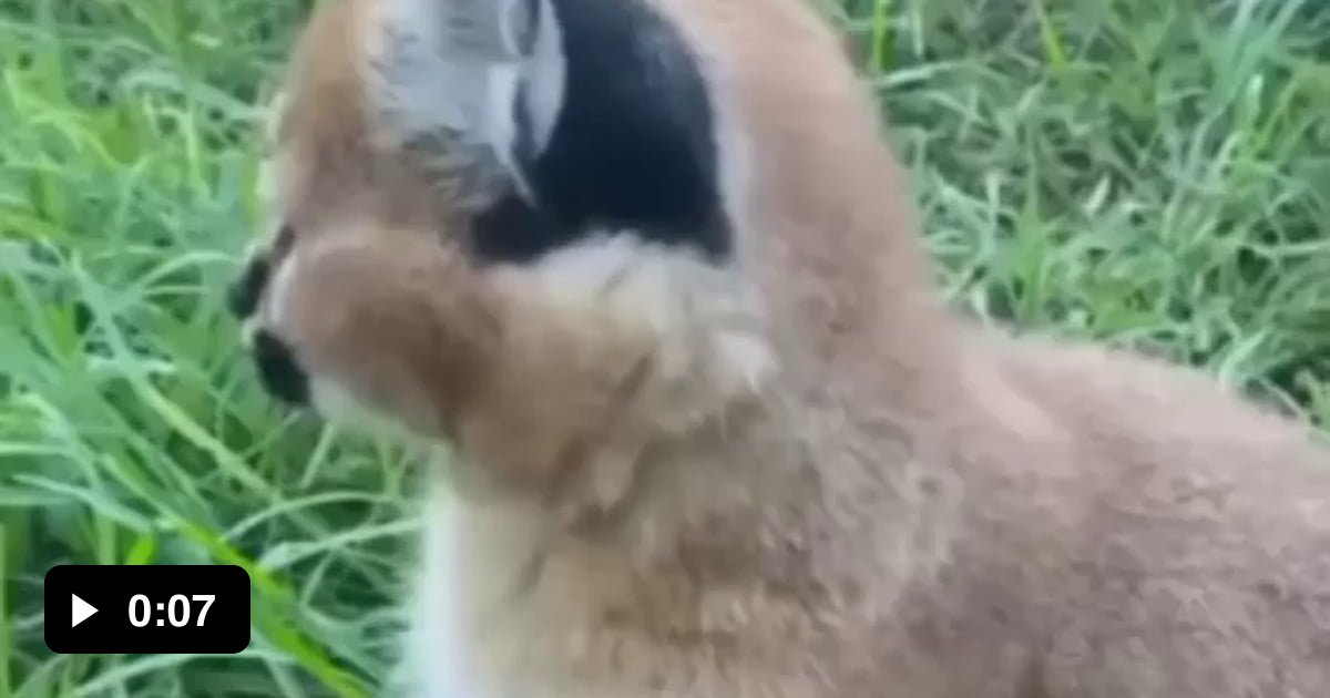 Caracal "ear dance" - 9GAG