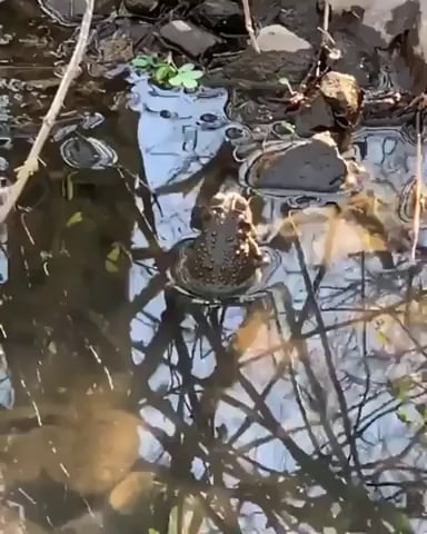 Vibribbit, Emitter of Sonic Waves - 9GAG