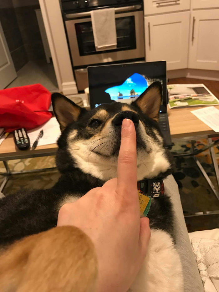 Boop snoot - 9GAG
