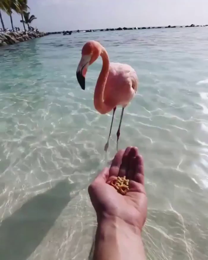 Awkward Flamingo Eating! - 9GAG