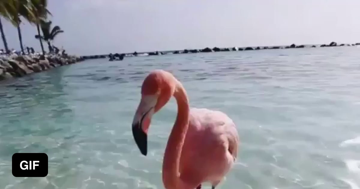 Awkward Flamingo Eating! - 9GAG