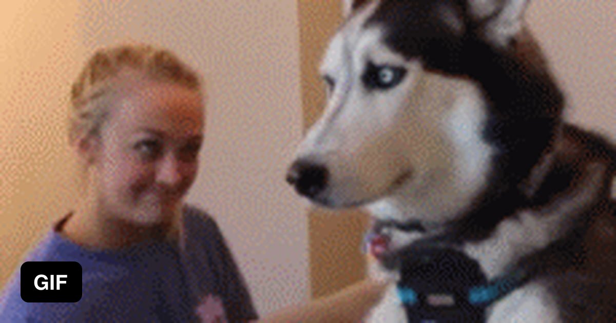 Dog is not amused - 9GAG