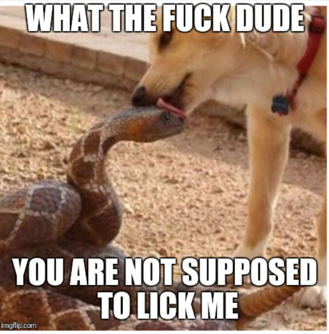 The snek is like... - 9GAG