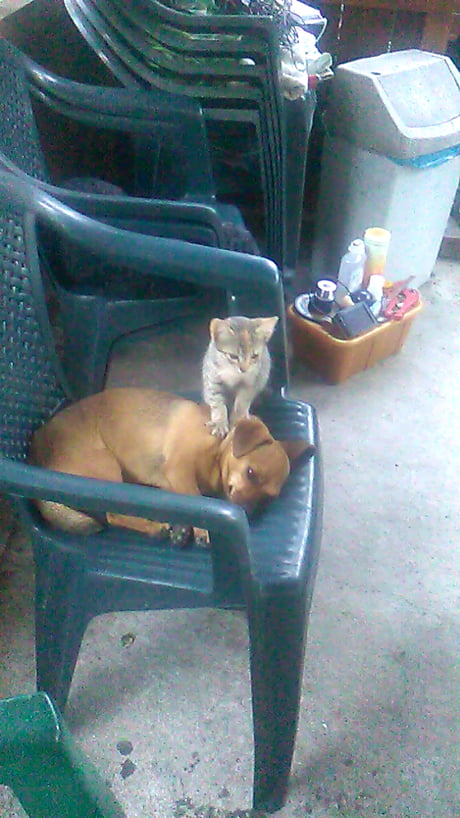 Best 30+ Monkey fun on 9GAG