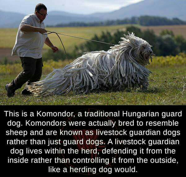 That's one ugly doggo - 9GAG