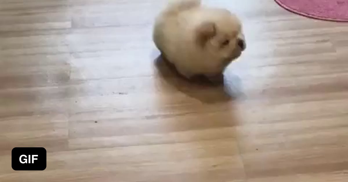 Walking Potato - 9GAG