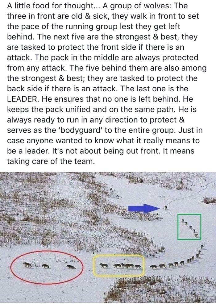 Leadership explained by wolves - 9GAG