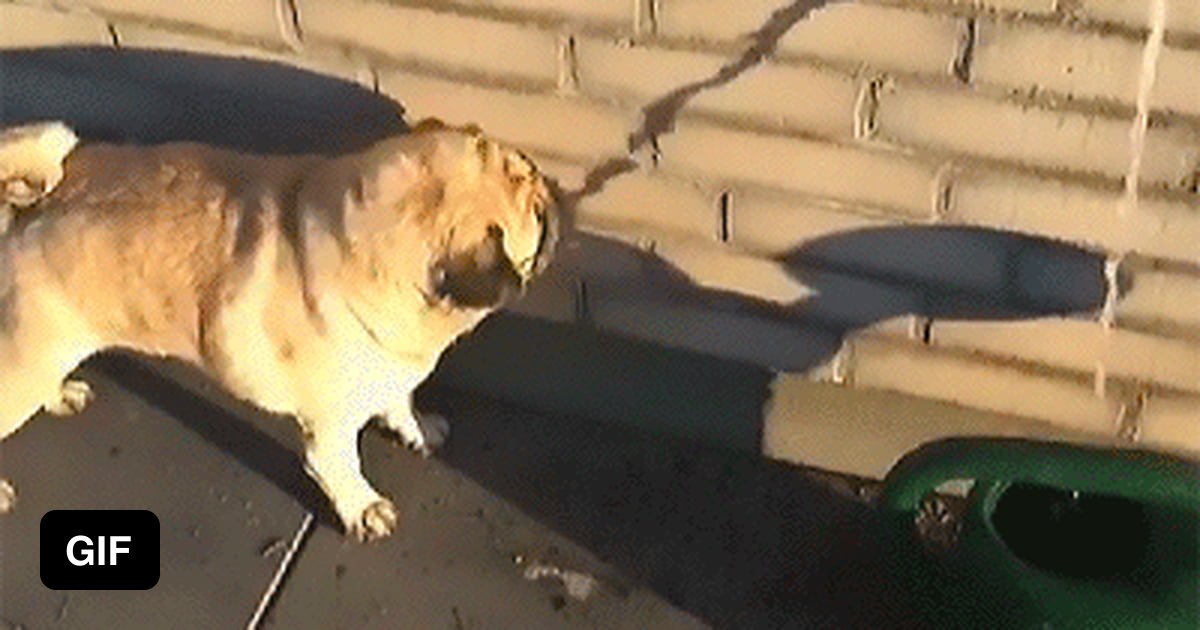 Life is hard for this dog - 9GAG