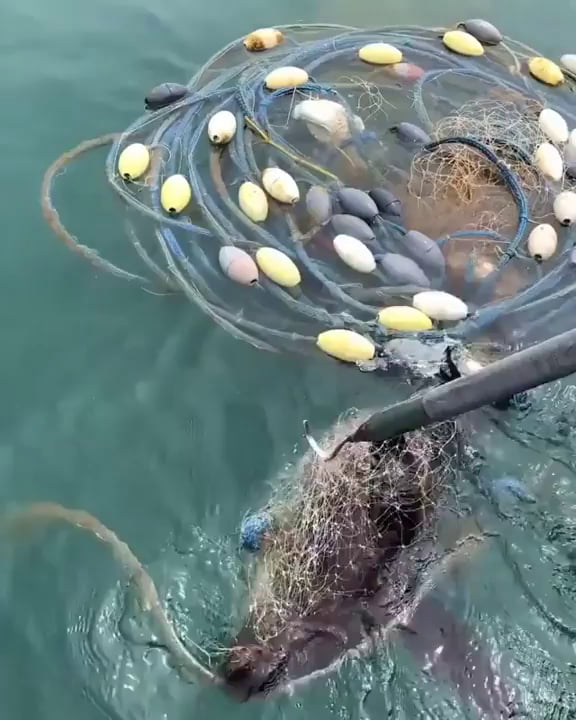 Helping a young seal trapped in a discarded fishing net - 9GAG