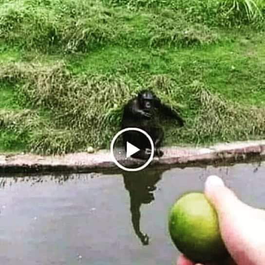How to fool a monkey - 9GAG