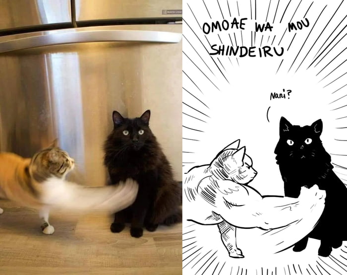 Swole Cat - 9GAG