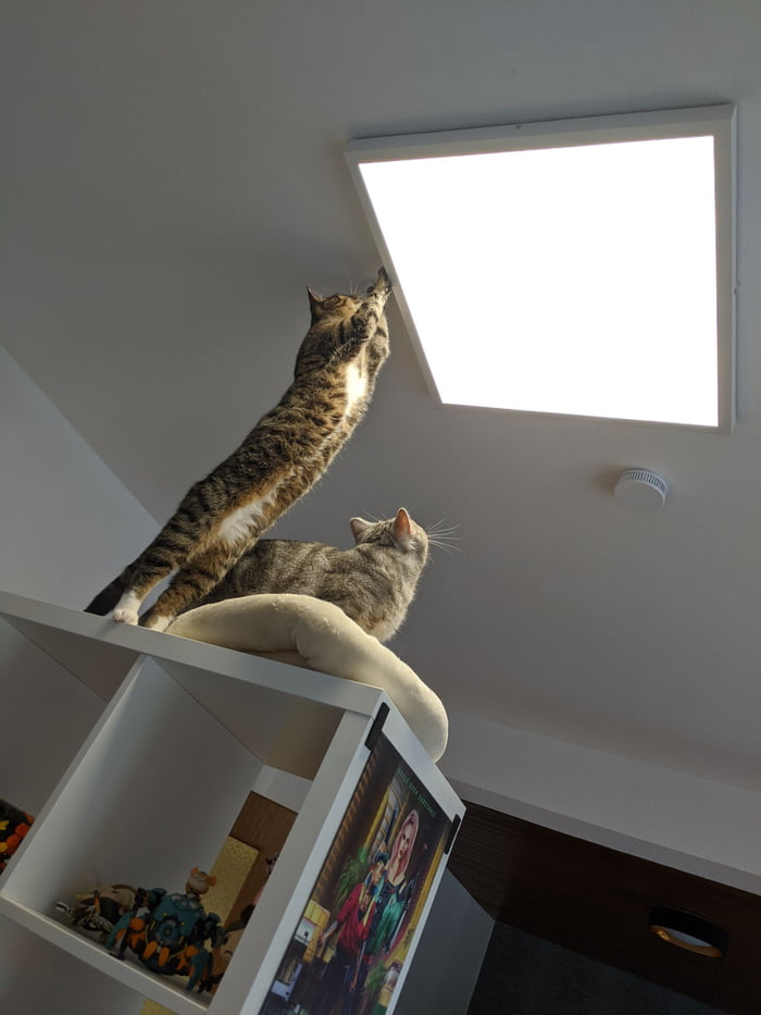 How many cats does it take to change a light bulb? - 9GAG