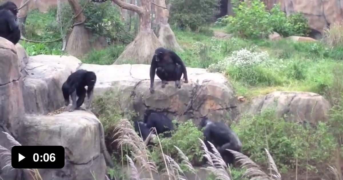 Return to Monke - 9GAG