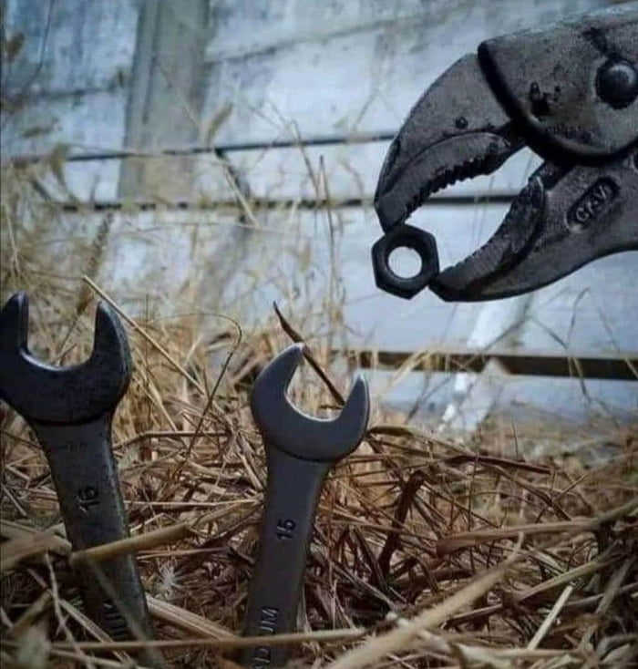 Rare photo of mother Wrench feeding her new wrenchlings in the wild ...