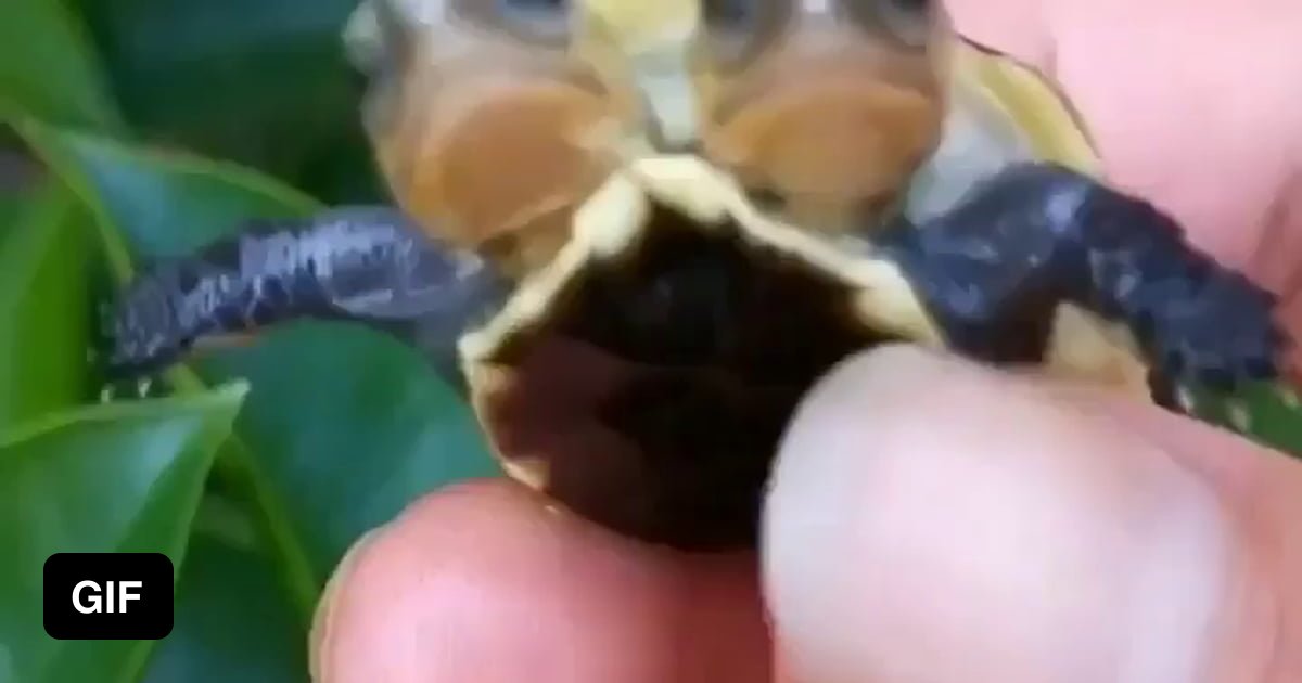 Two-headed turtle - 9GAG