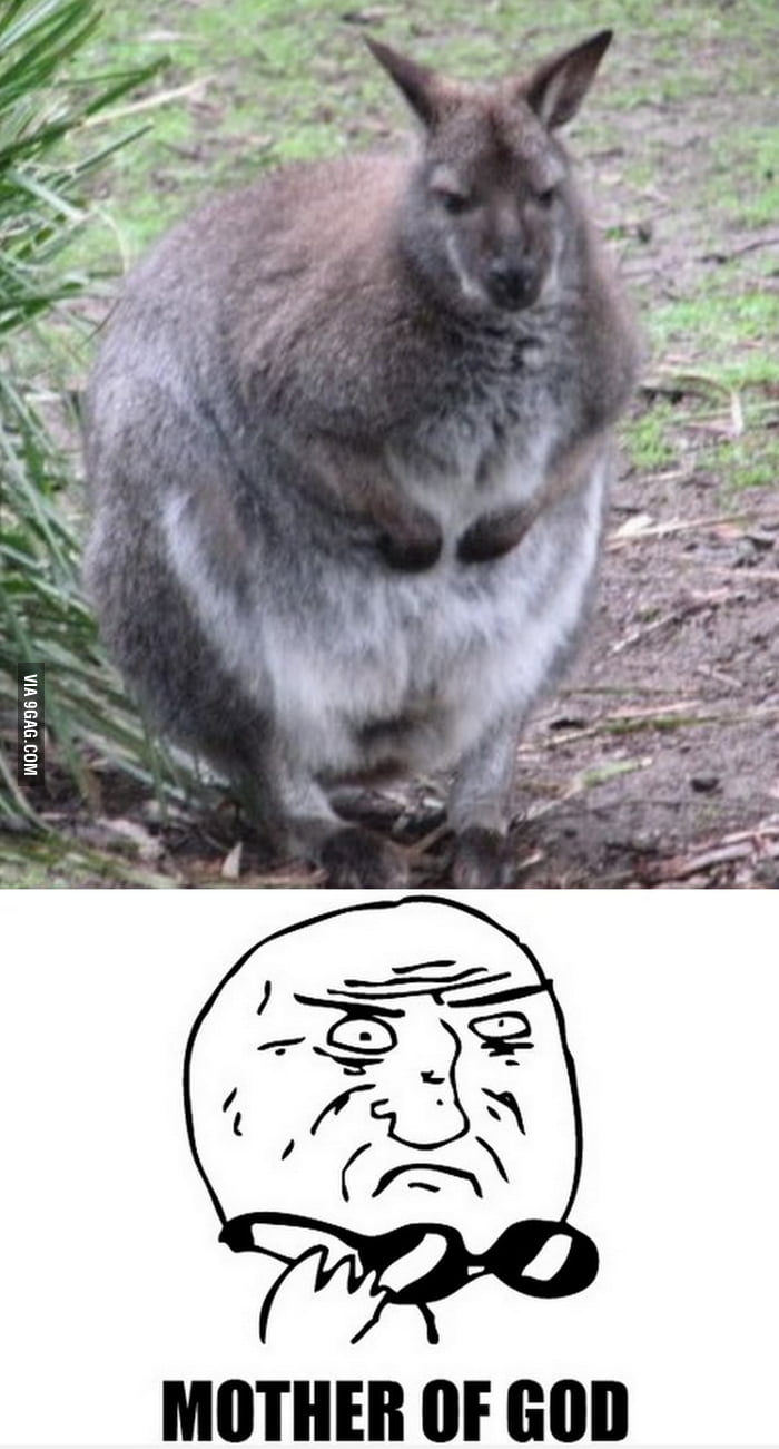 Fat Kangaroo - 9GAG