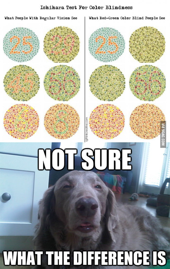 It's a doggy dog world... - 9GAG