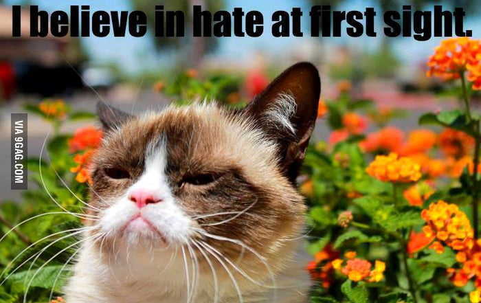 Just Grumpy Cat. - 9GAG