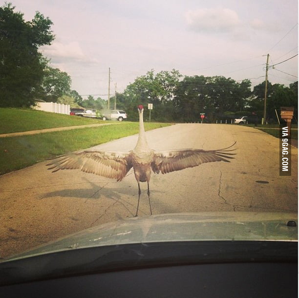 I came across a pretty determined crossing guard today - 9GAG