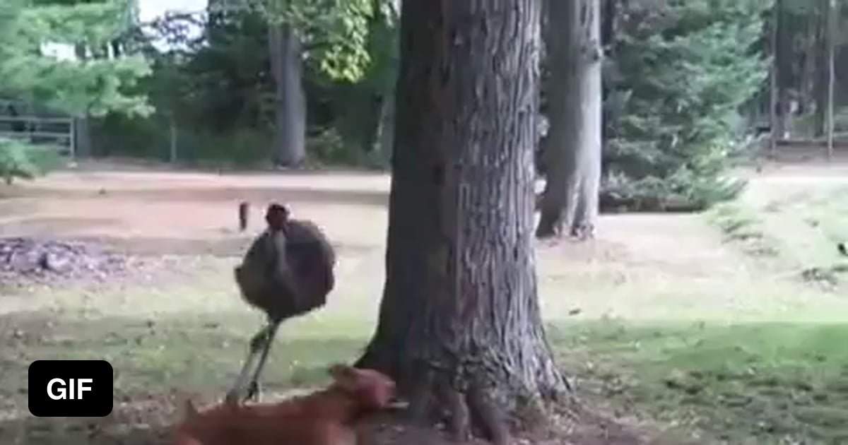 Emu chasing a boxer - 9GAG