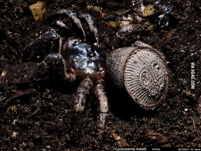 The Cork-Lid Trapdoor Spider. If You See What Looks Like An Ancient ...