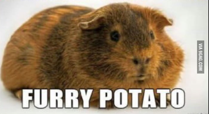FURRY POTATO!! - 9GAG