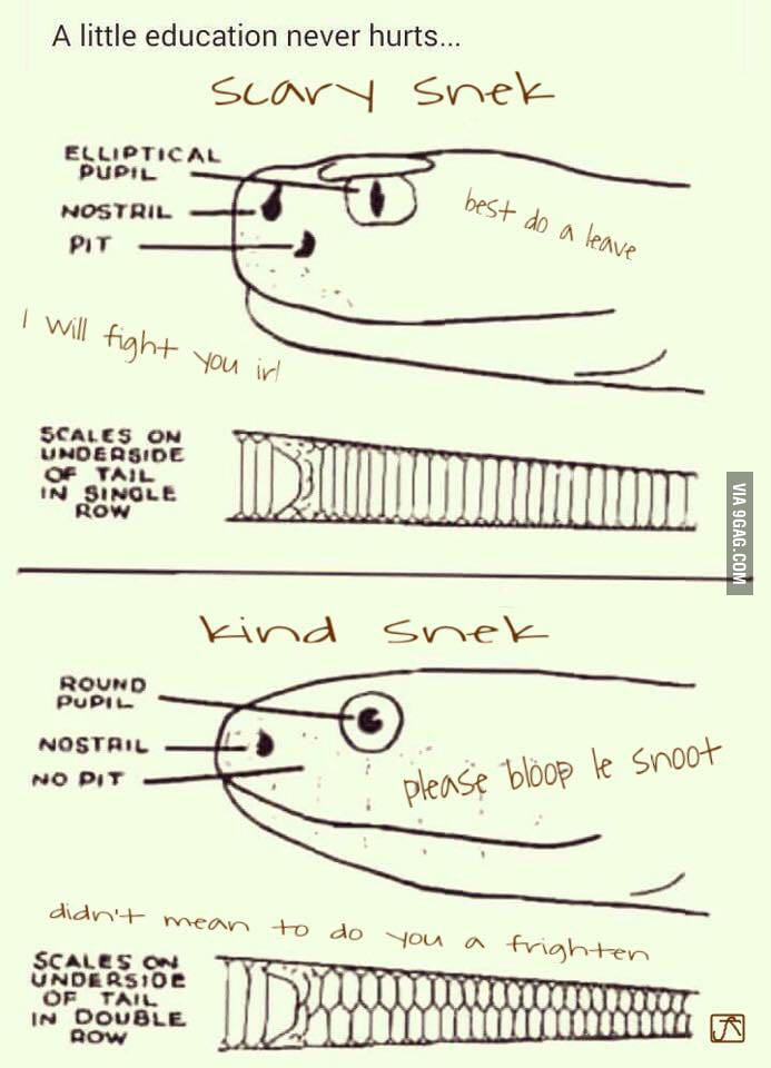 How to differentiate sneks - 9GAG