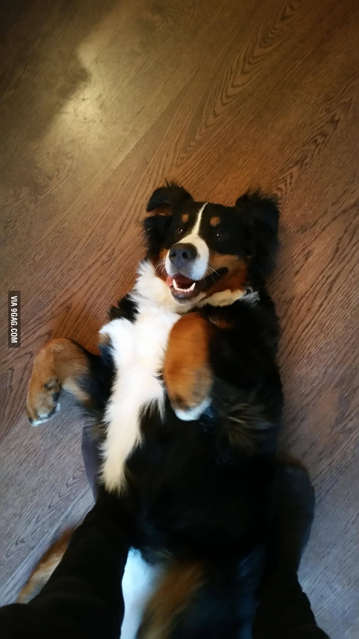 That's my girl, bella - 9GAG