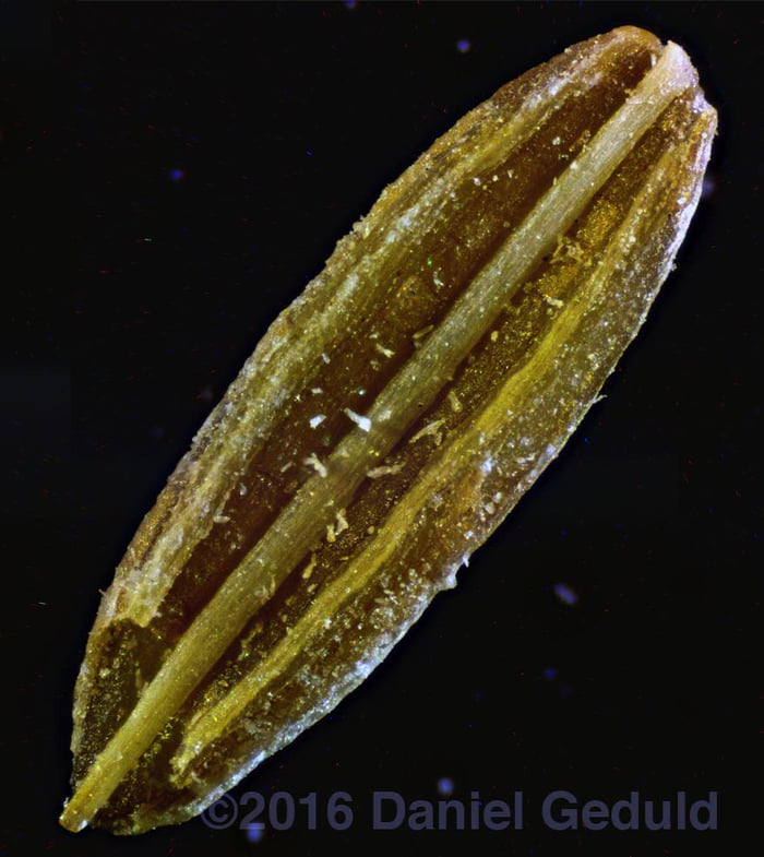 Cumin at 40x under the microscope - 9GAG