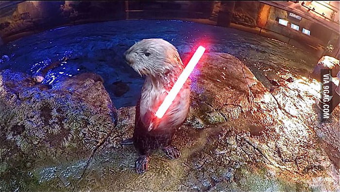 Googled Jedi Otter, was not disappointed - 9GAG