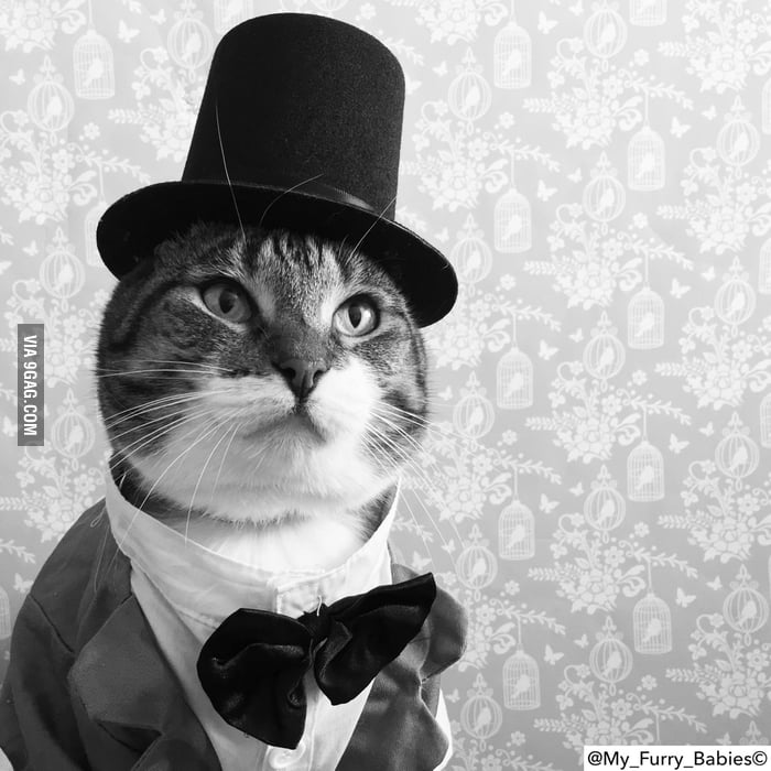 Posh cat :) - 9GAG