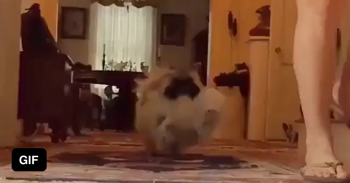 Massive ball of fluff - 9GAG