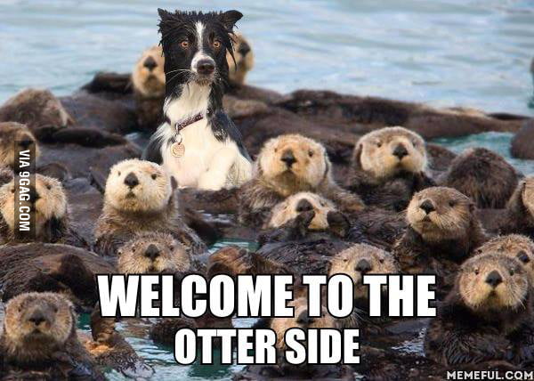 Welcome to the otter side - 9GAG