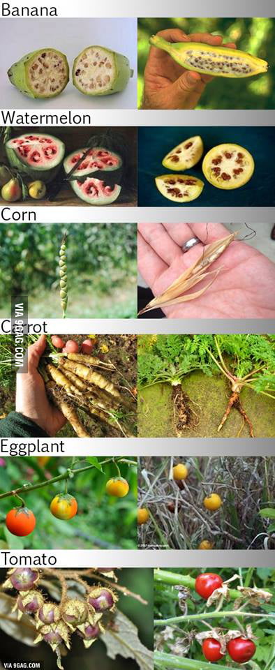 Some fruits/veggies before GMO and selective breeding - 9GAG