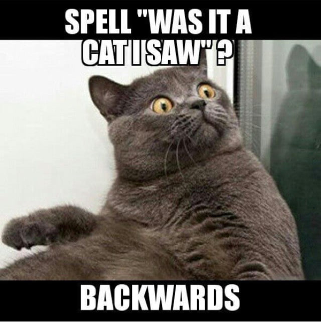 Mind Blown Cat Meme