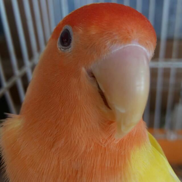 Here's my "lovely" love bird Speed! - 9GAG