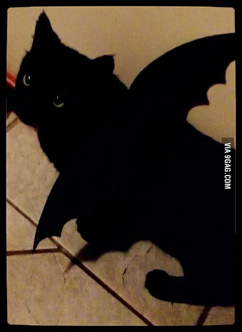 Dressing up my cat as toothless the dragon for Halloween - 9GAG