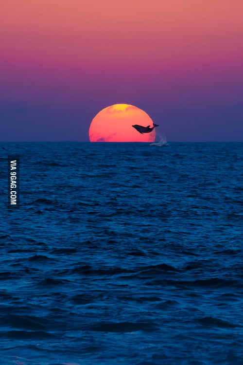 Sunset with a dolphin - 9GAG