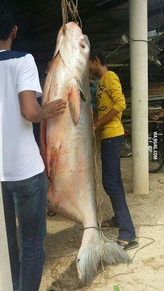 Monster Fish - 9GAG