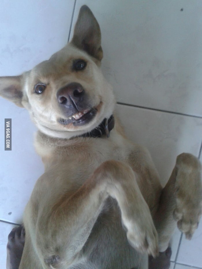 Derp dog - 9GAG