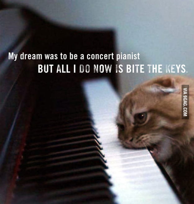 Catnip... not even once! - 9GAG